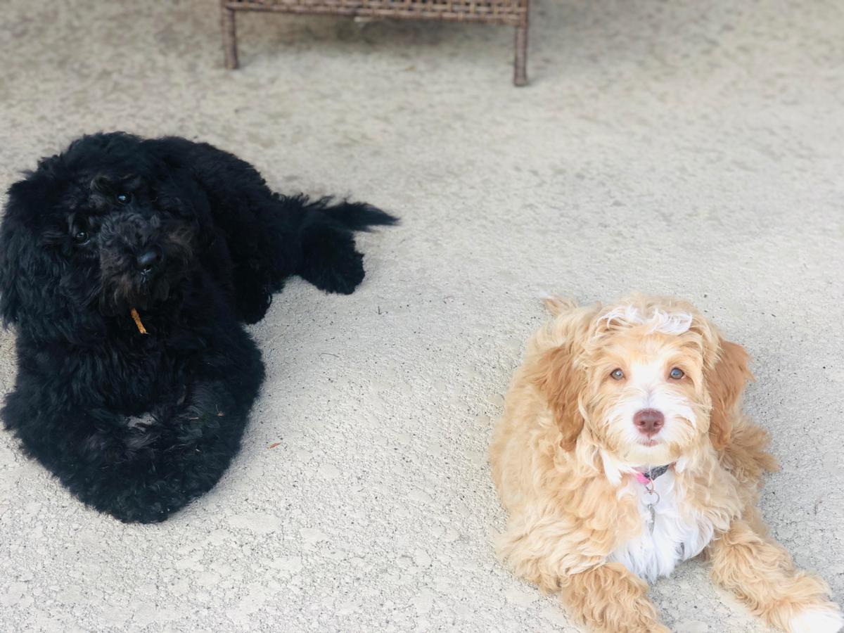 Brush Country Doodles - Testimonials